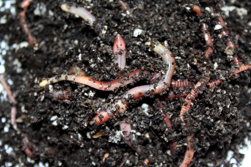 Dendrobena | 15 Stk. | 1000035